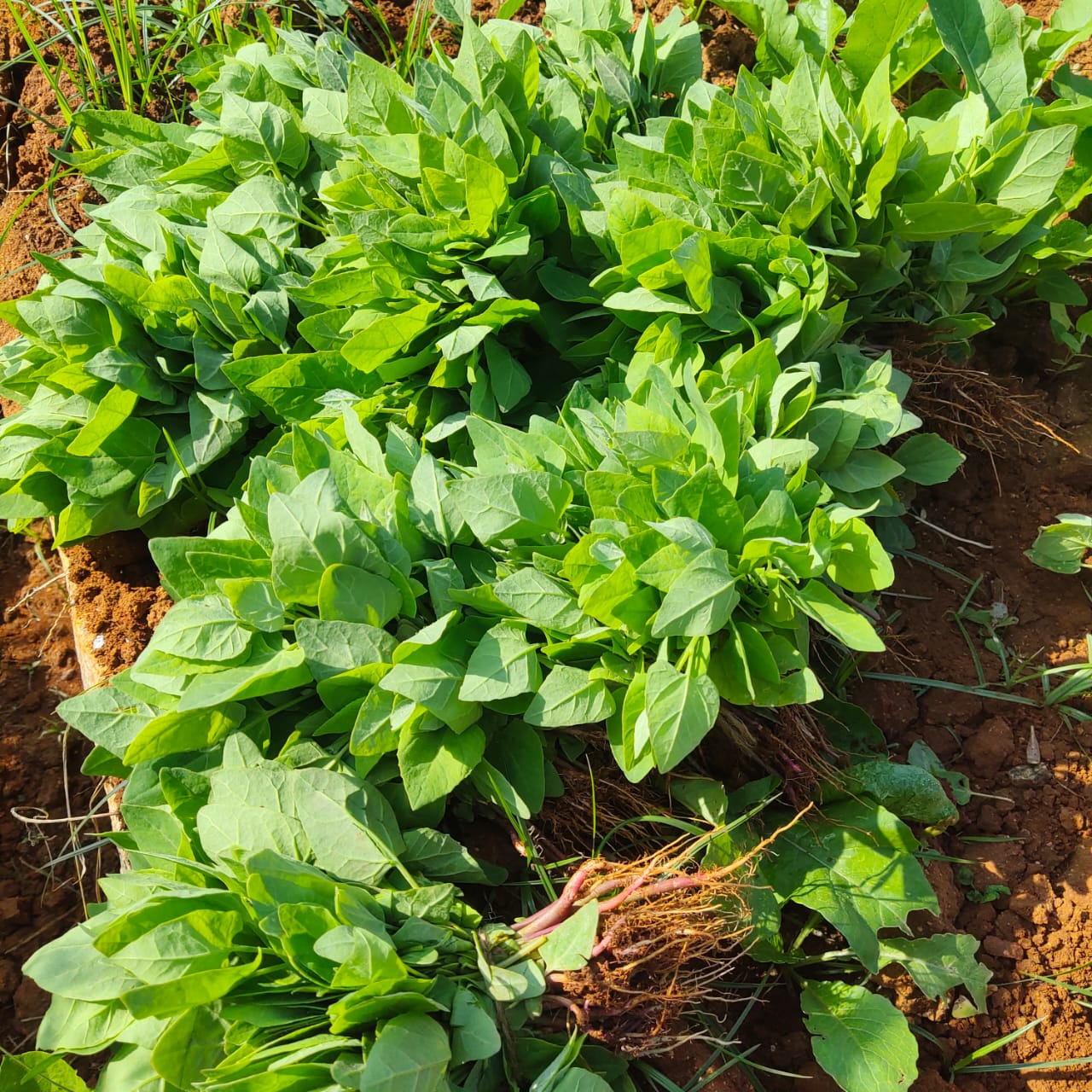 Welcome | Buy Organic Vegetables & Groceries Online | Farmers Nest