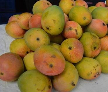 Mango Sindhura | Farmers Nest