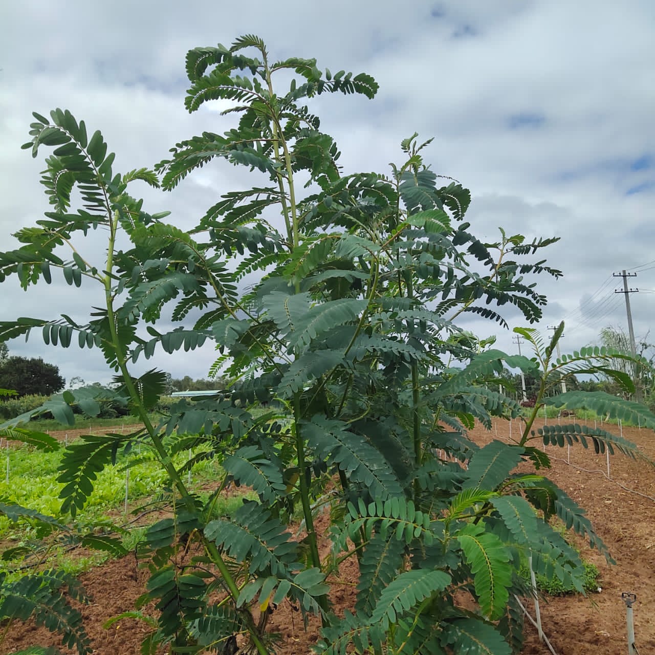 Greens | Farmers Nest